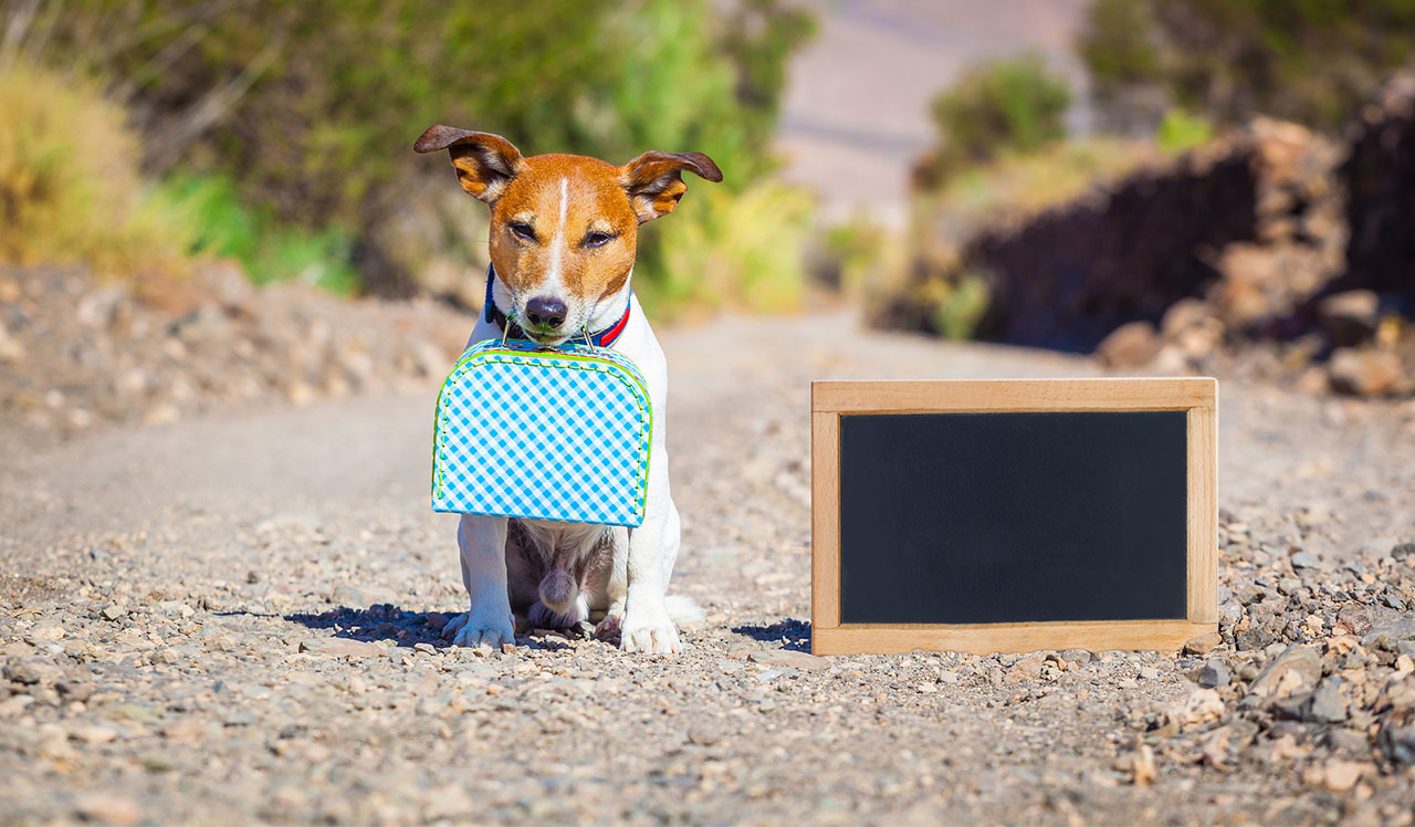 Animal perdu et communication animale - Soins énergetiques et ...